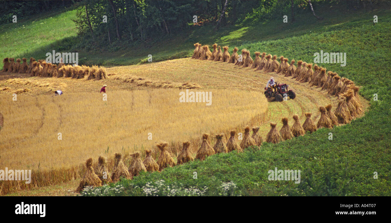 Tractor, hay stacks at field at harvest near Limanowa, Malopolska ...
