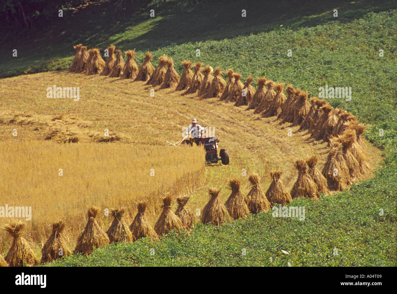Tractor, hay stacks at field at harvest near Limanowa, Malopolska ...
