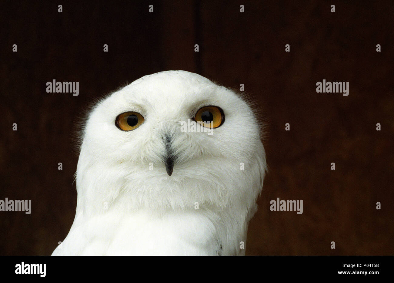 Harry potter owl hi-res stock photography and images - Alamy
