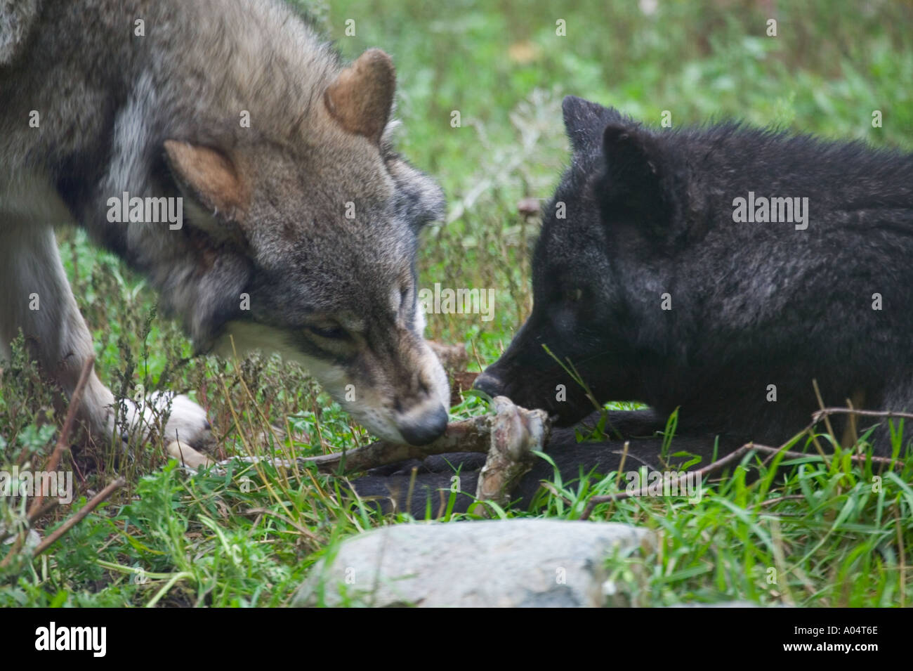 Wolves are a tear hi-res stock photography and images - Alamy