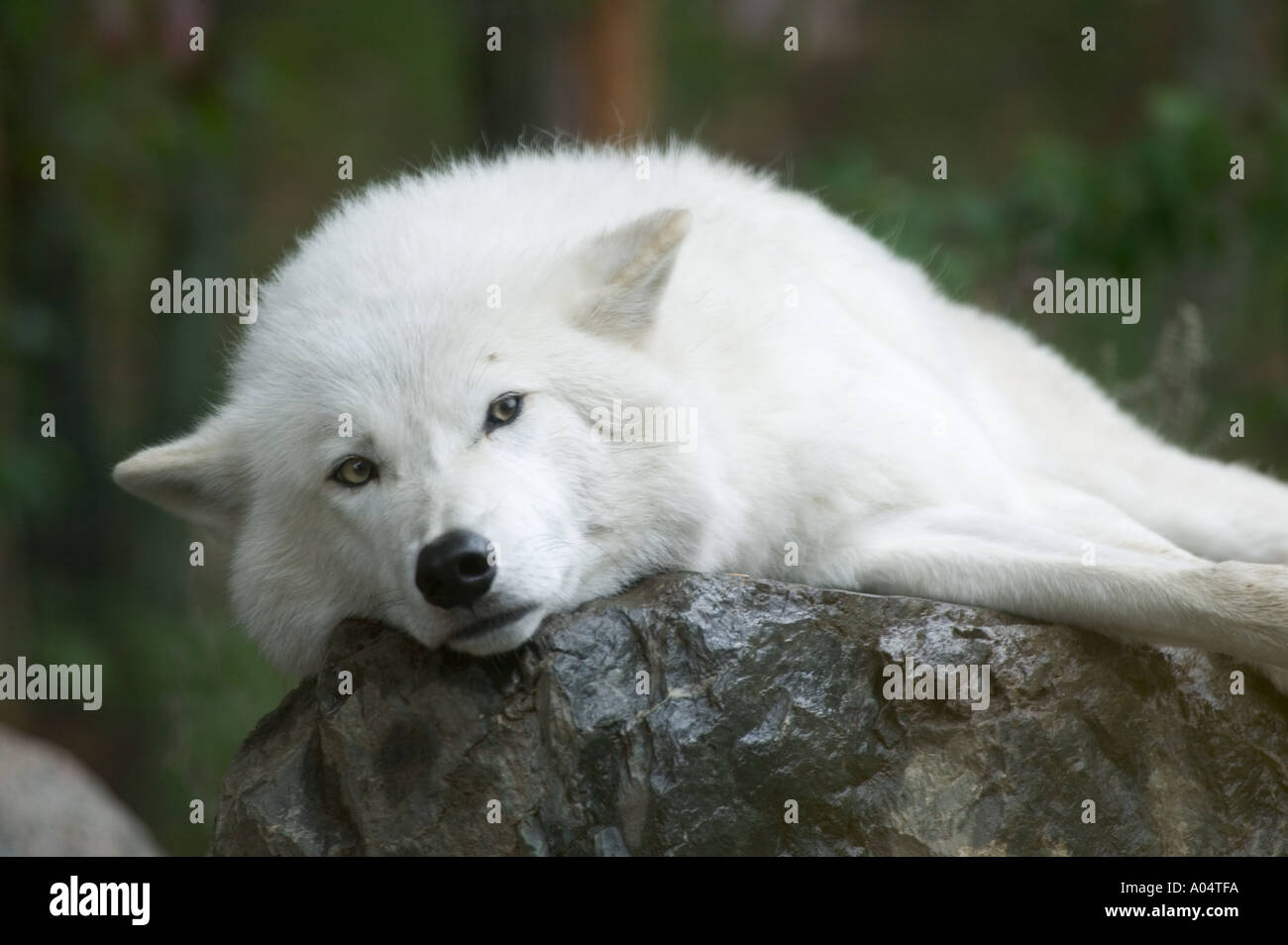 An Arctic Wolf at the International Wolf Center Ely MN Stock Photo - Alamy