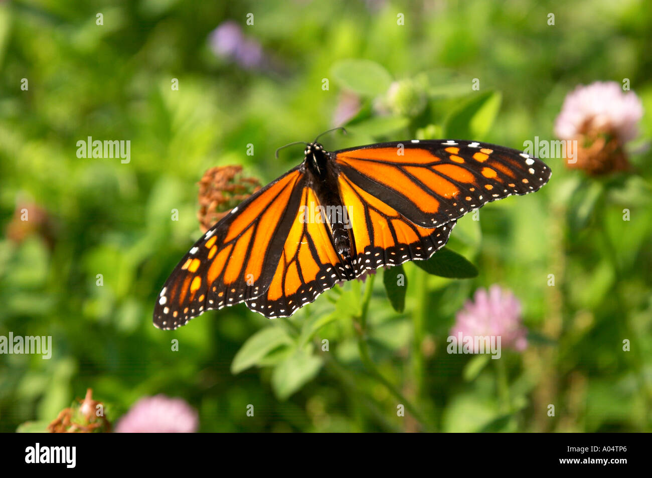 Monarch Butterfly Monarch Danaus plexippus on a flower colour Quebec ...