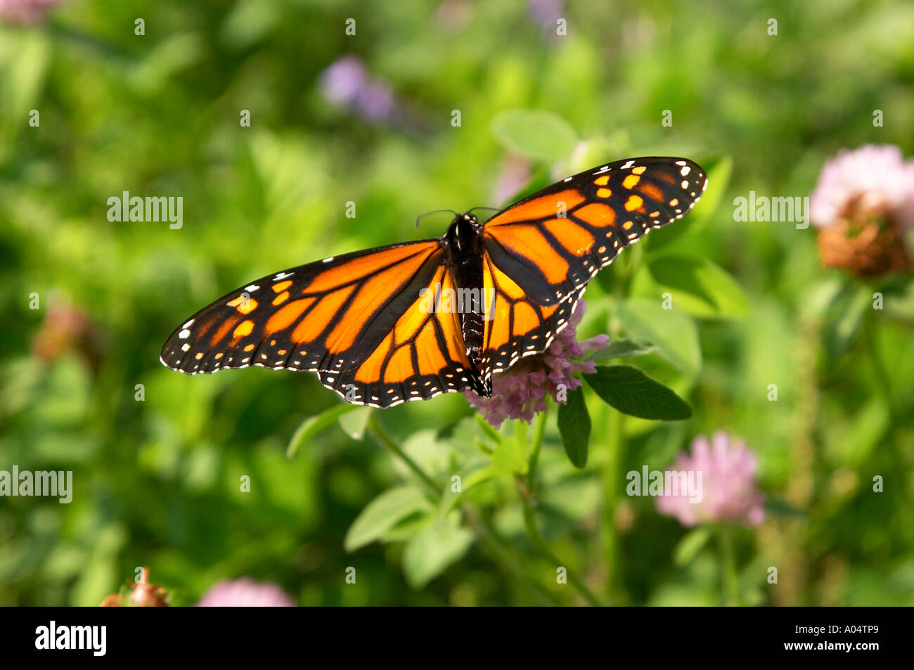 Monarch Butterfly Monarch Danaus plexippus on a flower colour Quebec ...