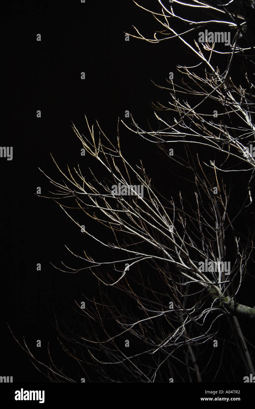 View of some spindly tree branches at night Stock Photo - Alamy