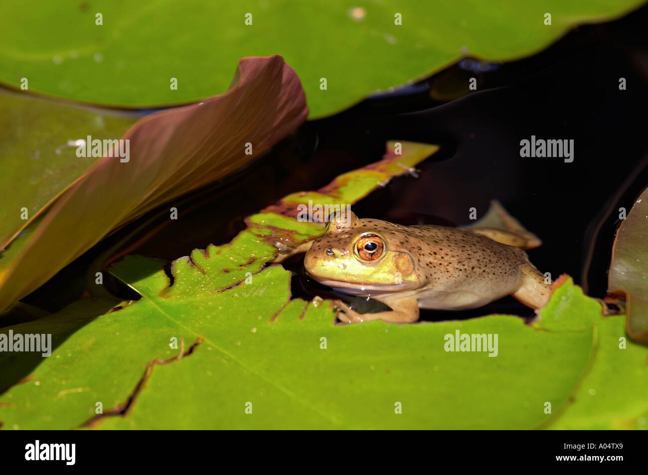 A close up on frog in a pond Quebec Canada Stock Photo - Alamy