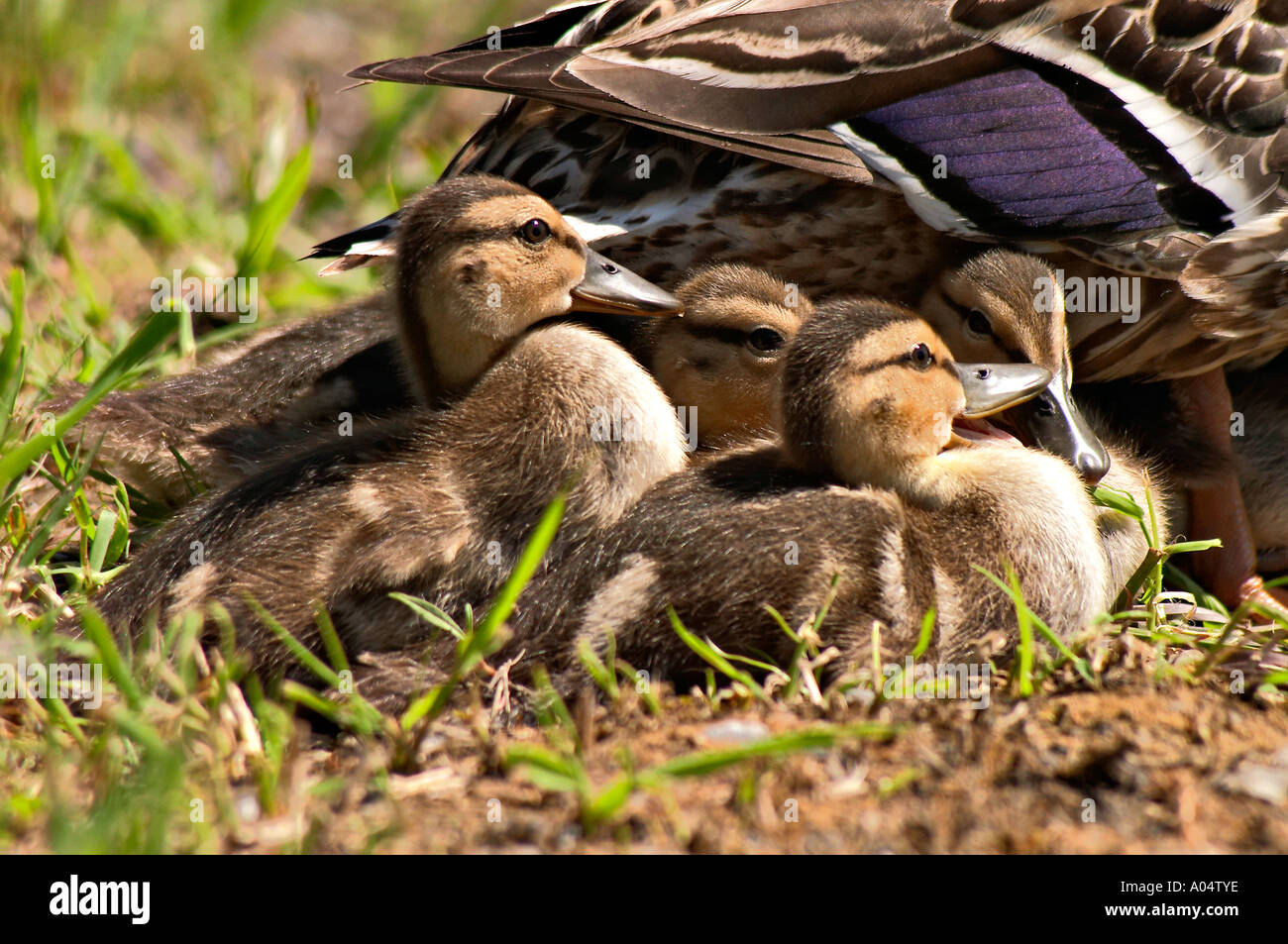 Baby canadian geese Close up Stock Photo - Alamy