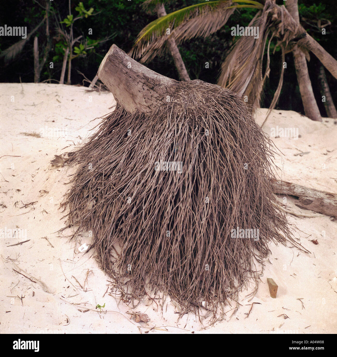 Tree root west beach hi-res stock photography and images - Alamy
