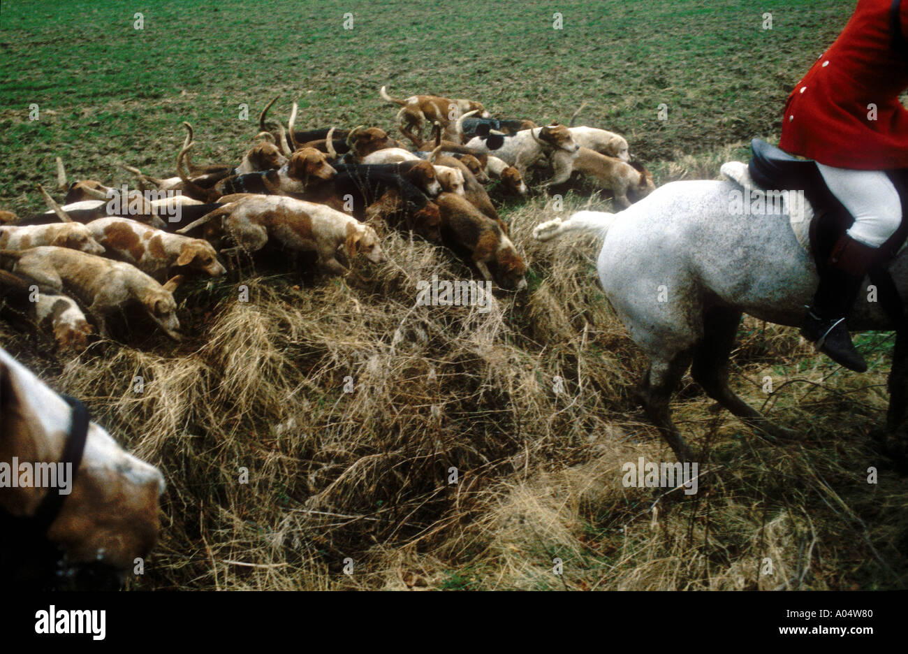 Fox Hunting England Stock Photo - Alamy
