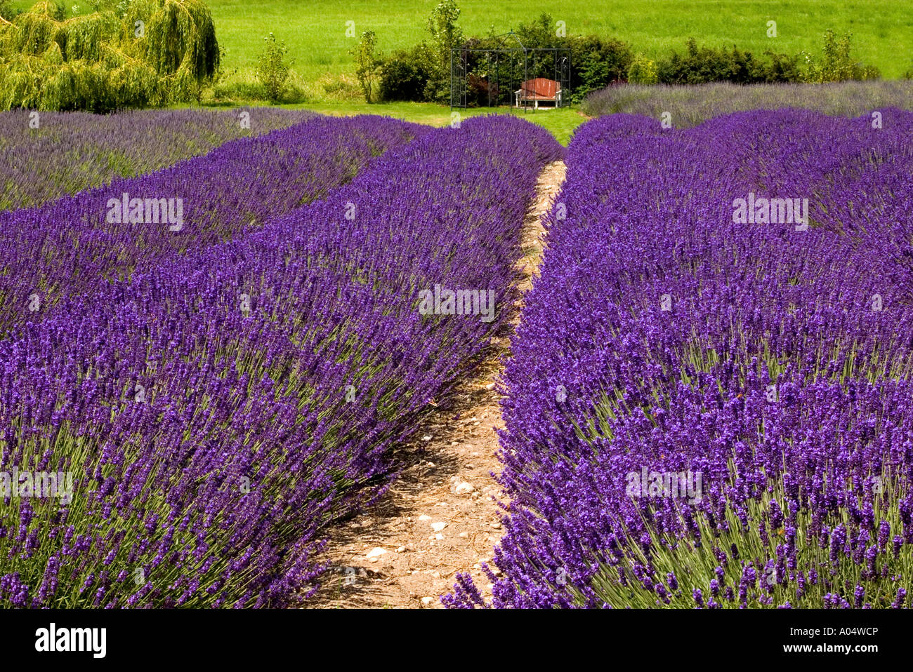 Squim hi-res stock photography and images - Alamy