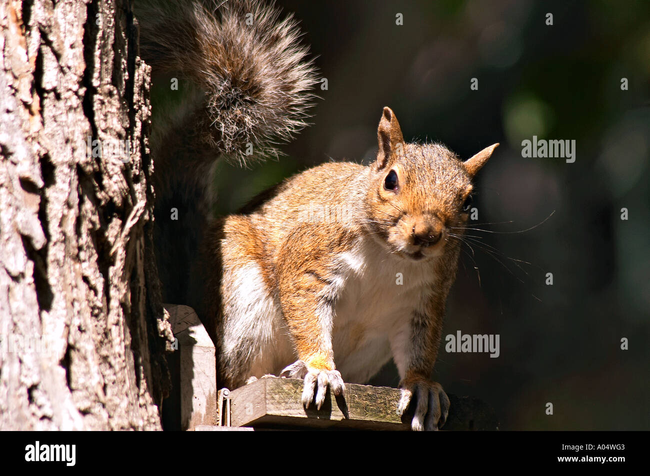 A close up on squirrel sitting in a tree Quebec Canada Stock Photo - Alamy