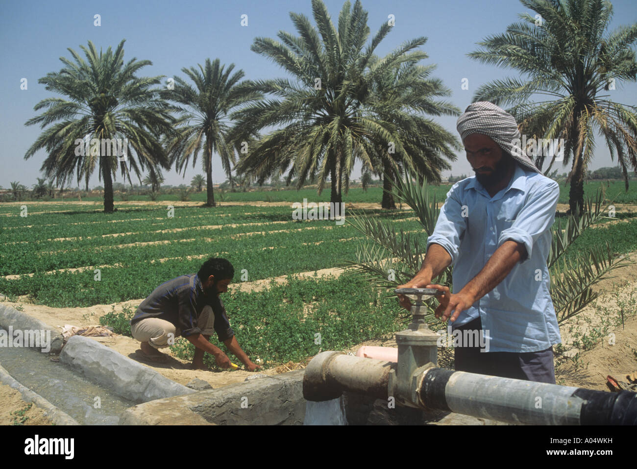 Bahrain date palms hi-res stock photography and images - Alamy