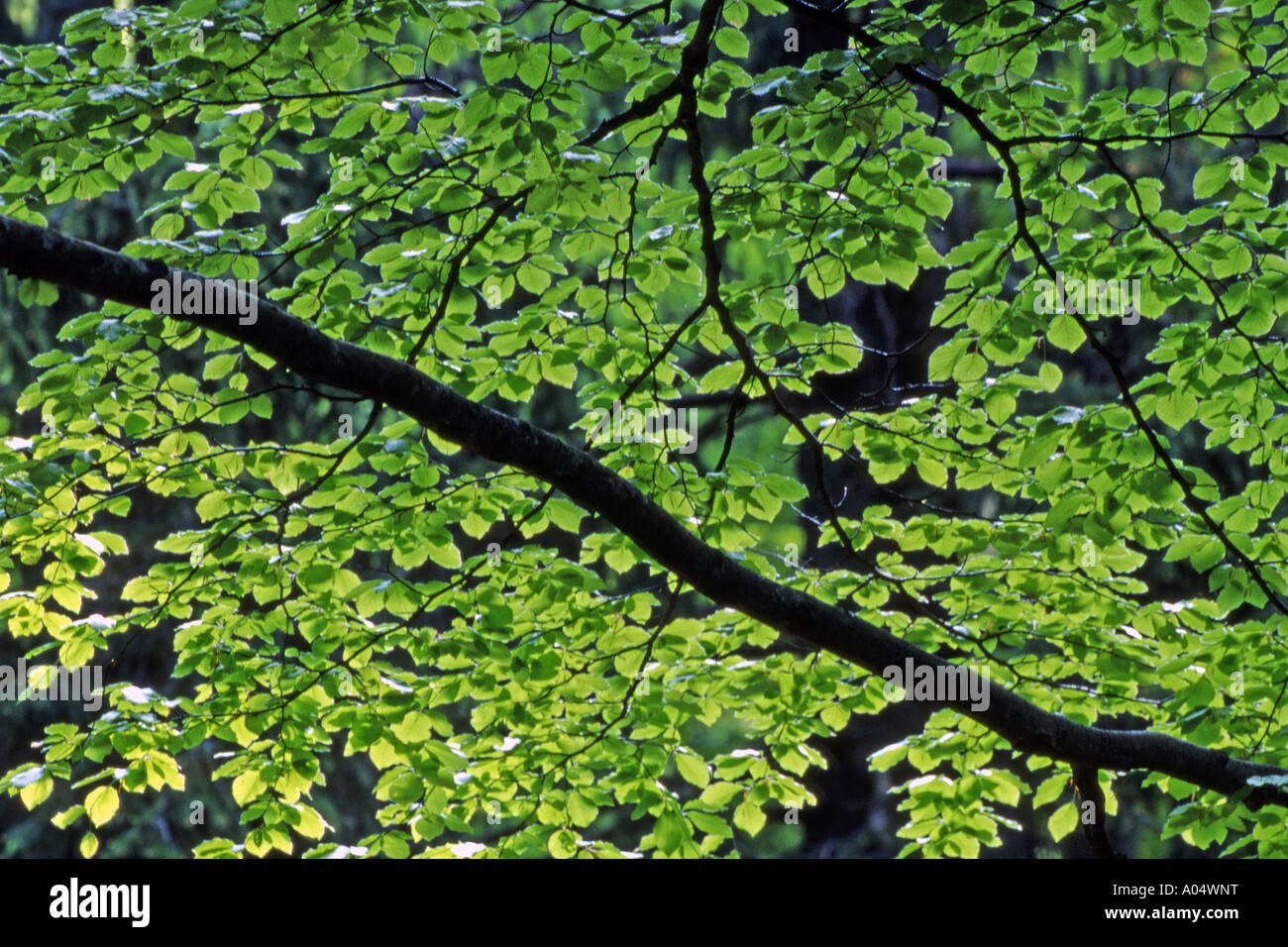Fagus sylvatica branch hi-res stock photography and images - Alamy