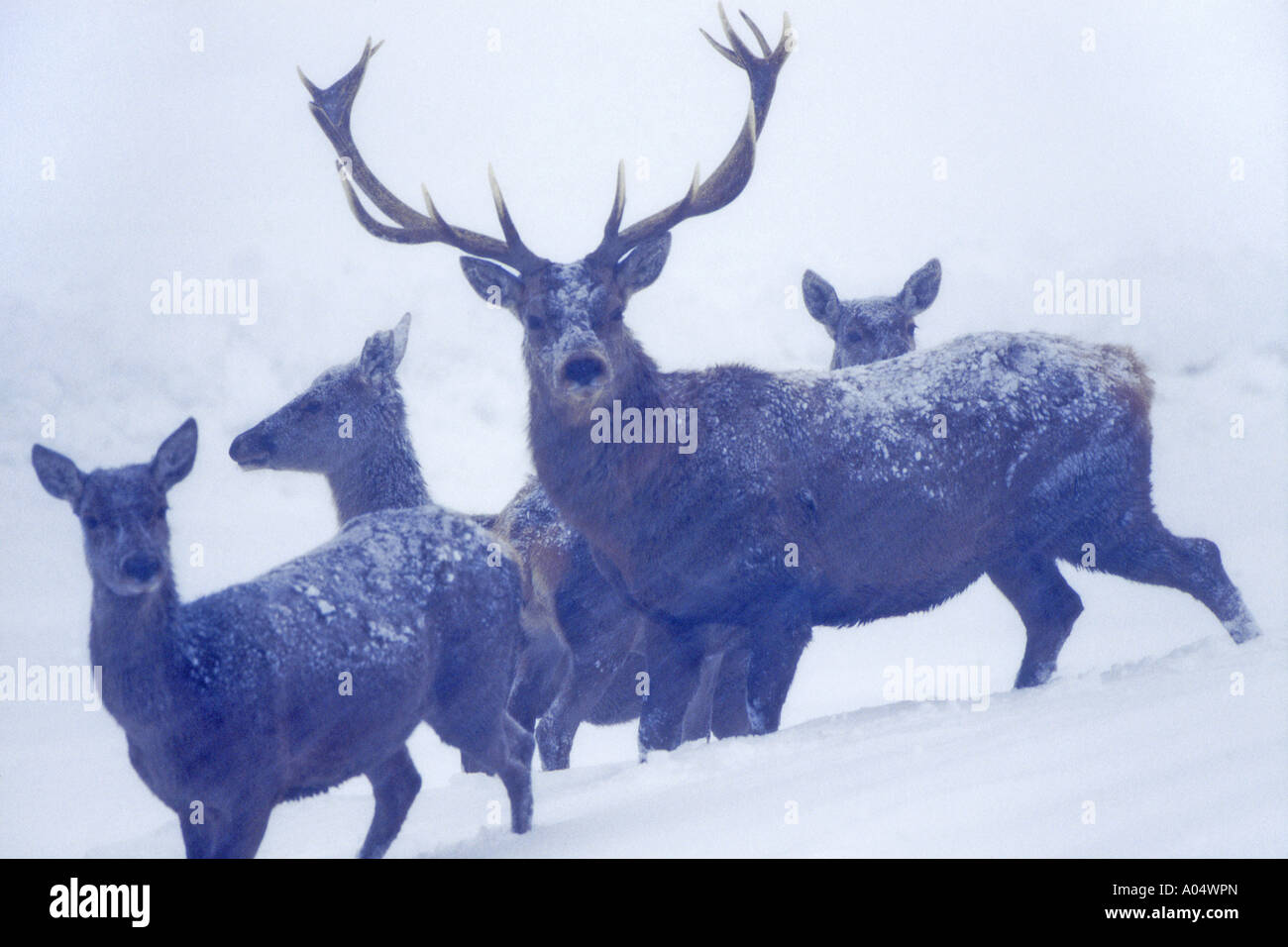 Red deer cervus elaphus in the alps hi-res stock photography and images ...
