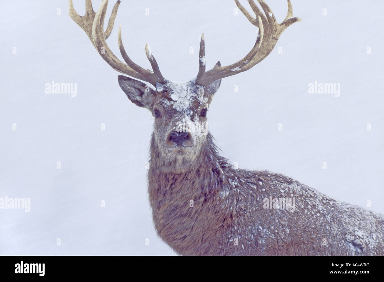 Red deer cervus elaphus in the alps hi-res stock photography and images ...