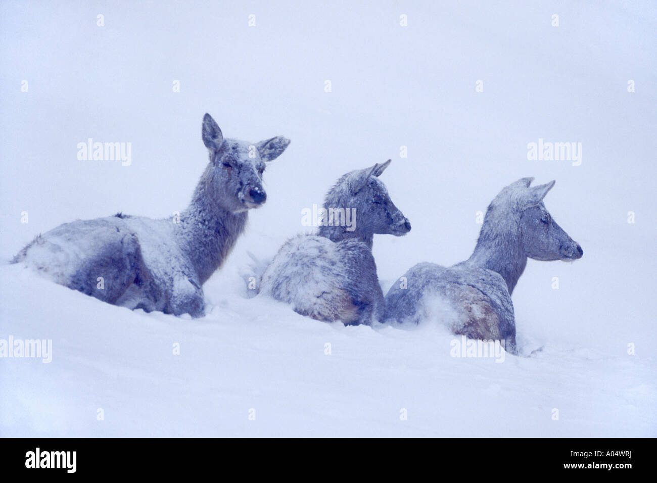 Red snow alps hi-res stock photography and images - Alamy