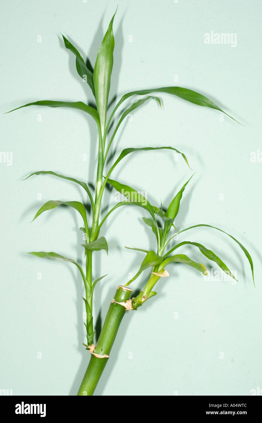 Use of bamboo plant hi-res stock photography and images - Alamy