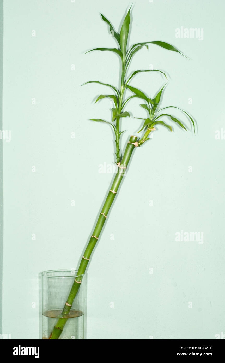 The bamboo plant hi-res stock photography and images - Alamy