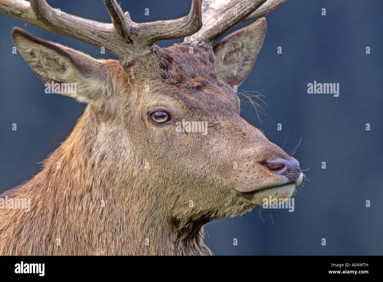 Red Deer (Cervus elaphus). Stag, portrait Stock Photo - Alamy