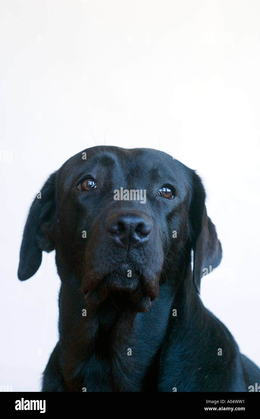 The gentle face of Labrador Stock Photo - Alamy