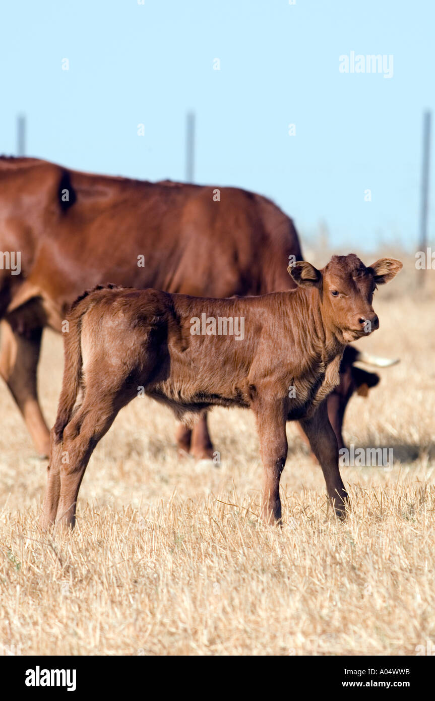 Calf and mother Stock Photo - Alamy