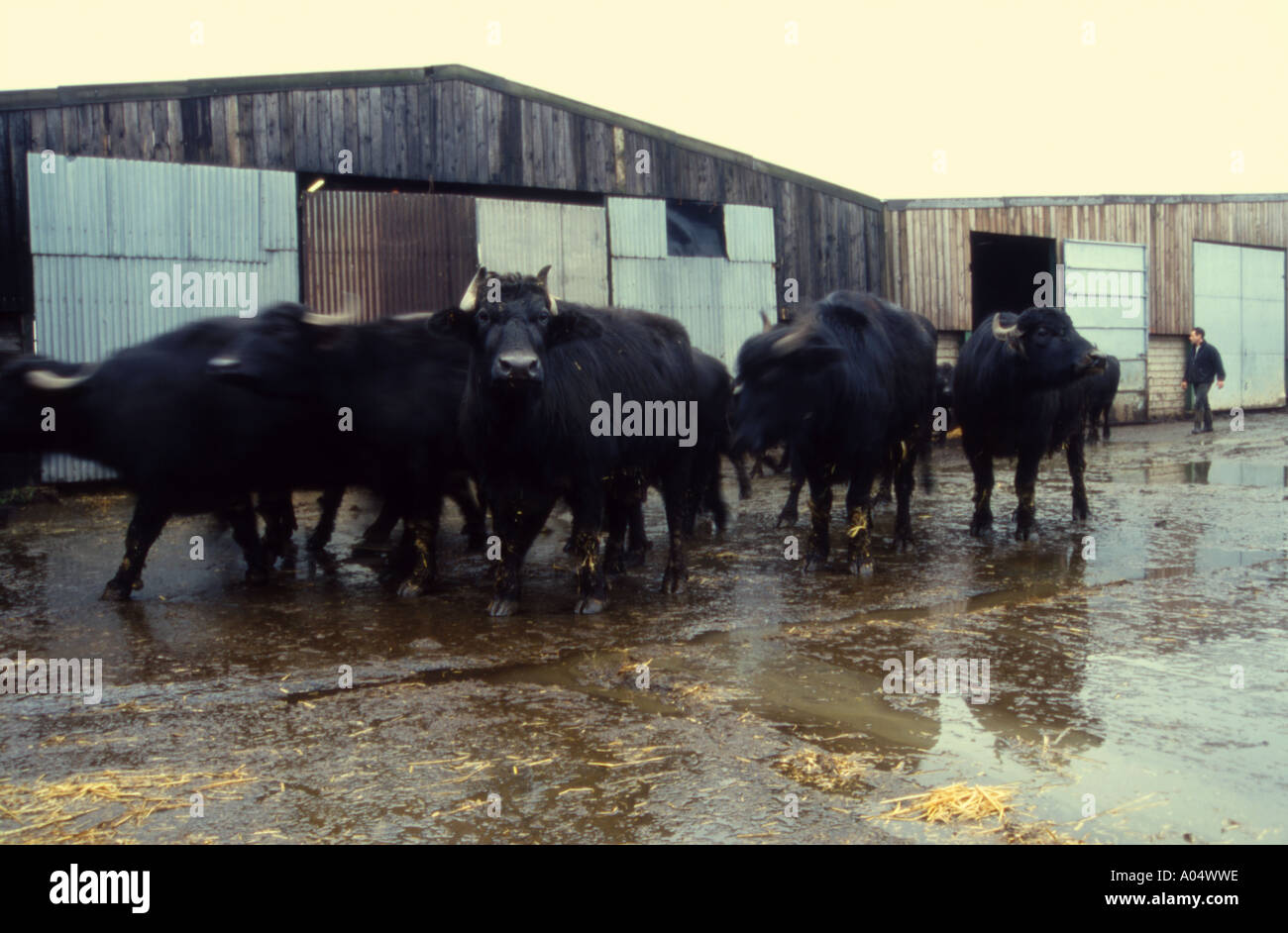 Romanian Buffalo herd Devon UK Stock Photo - Alamy