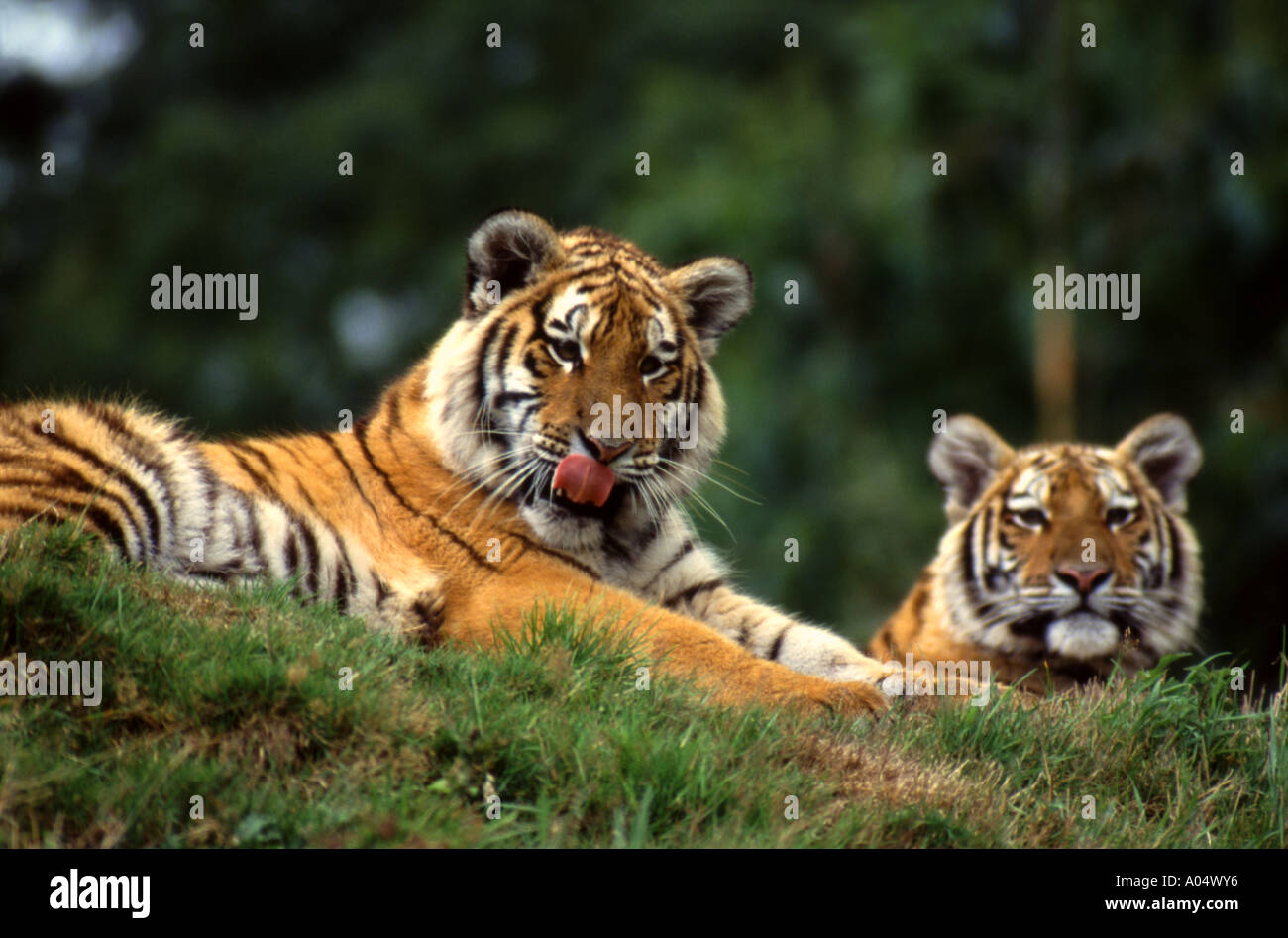 Two Tiger cubs Stock Photo - Alamy