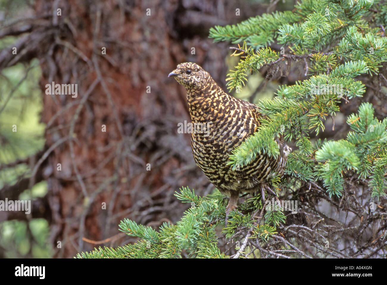 Female spruce grouse falcipennis canadensis hi-res stock photography ...