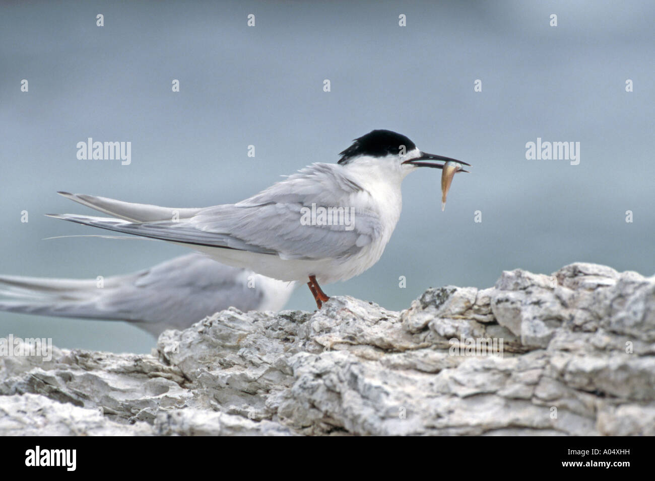 White Fronted Tern (Sterna striata) adult with fish Stock Photo - Alamy