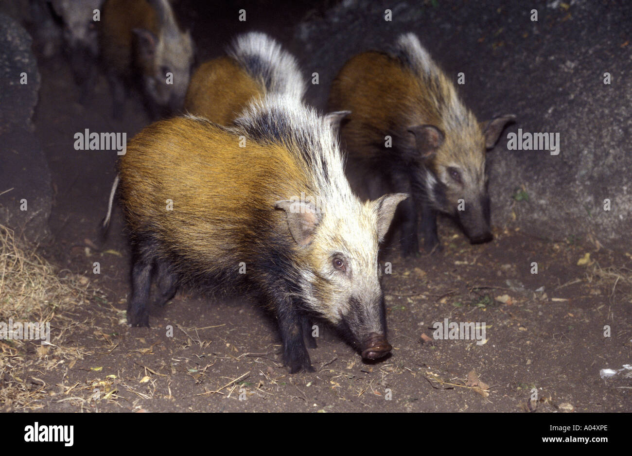 African bush pigs hi-res stock photography and images - Alamy