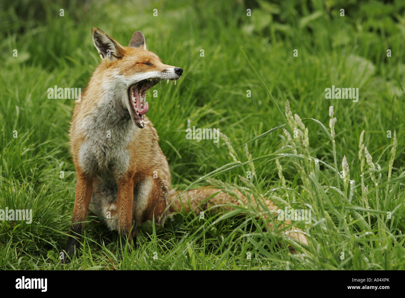 Red fox yawning Stock Photo - Alamy