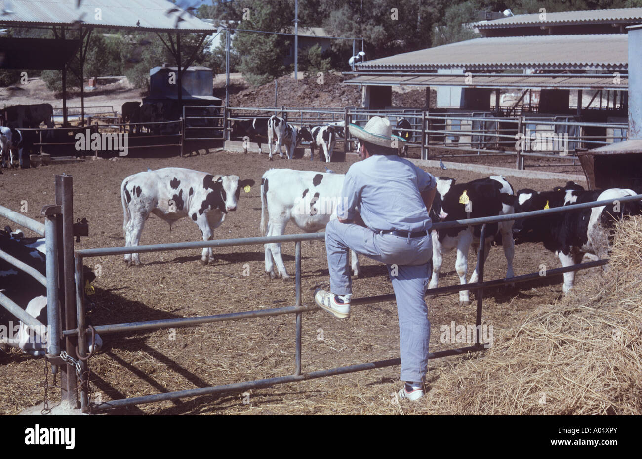 Cattle on a kibbutz in Israel Stock Photo - Alamy