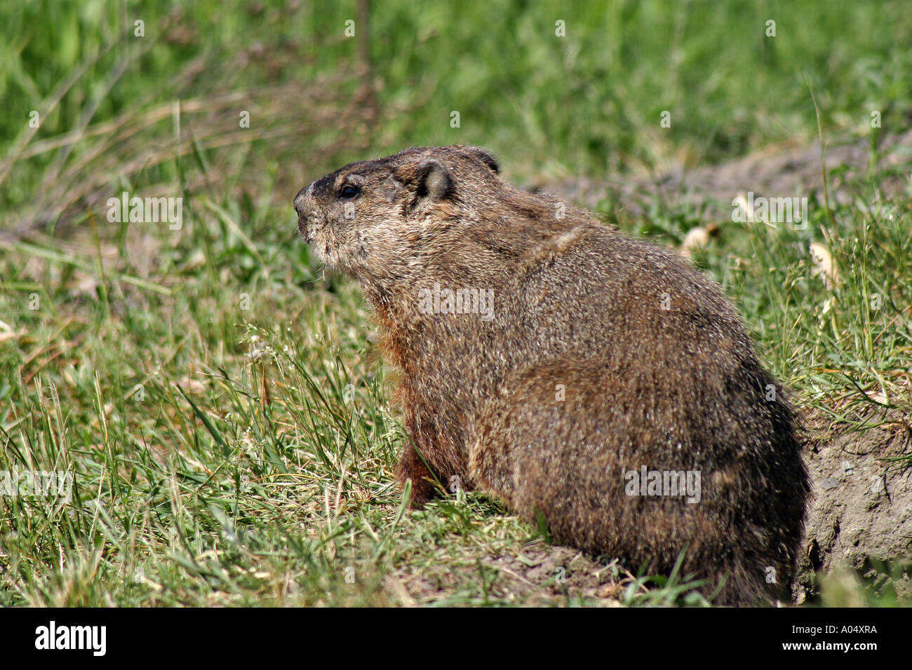 Groundhog Close up Quebec Canada Stock Photo - Alamy