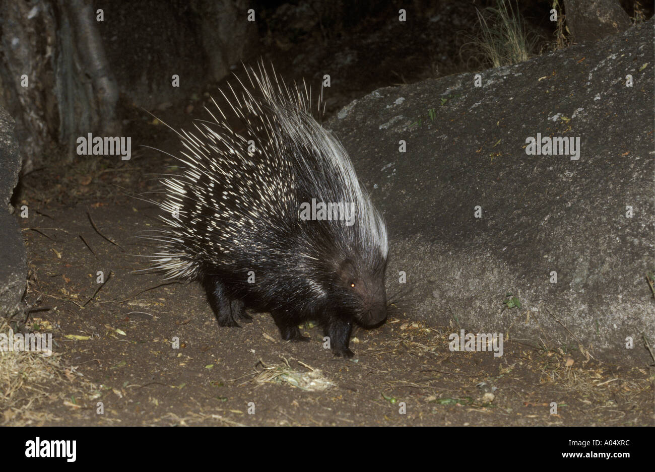 African porcupine crested porcupine southern hi-res stock photography ...