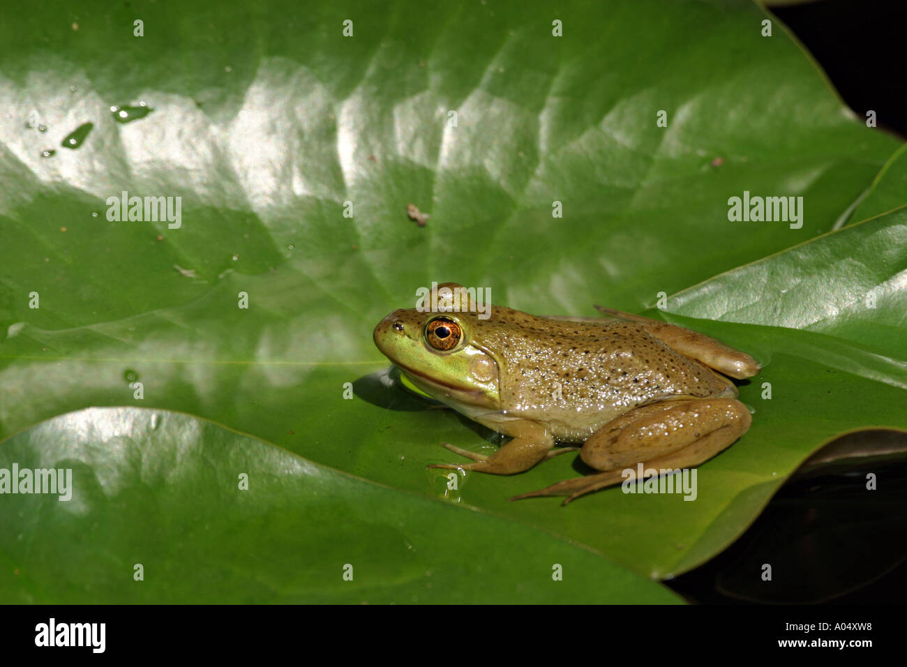 A close up on frog in a pond Quebec Canada Stock Photo - Alamy