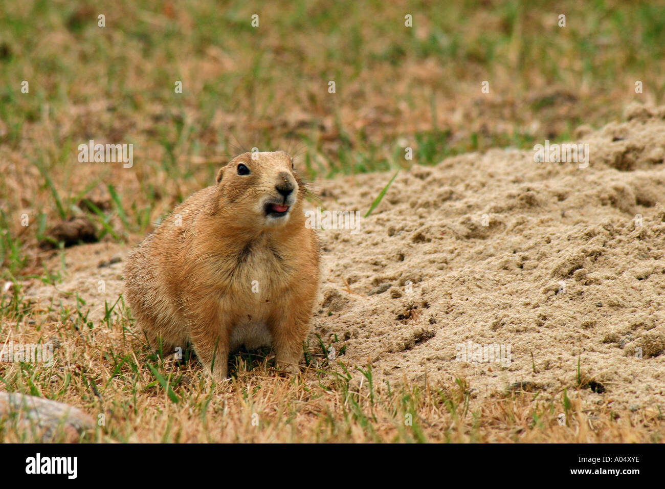 Groundhog Close up Quebec Canada Stock Photo - Alamy