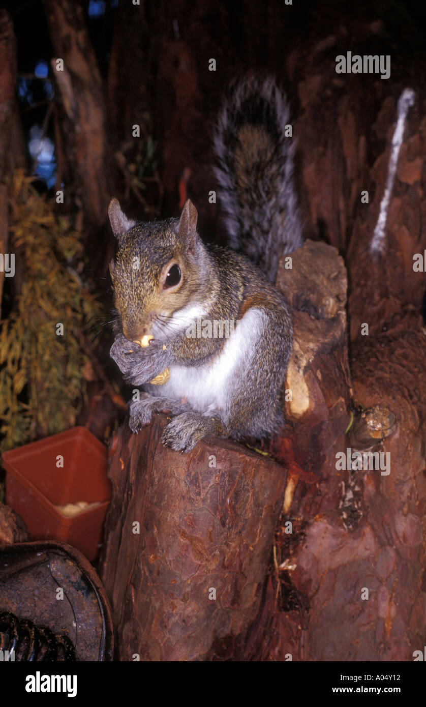 Squirrel in a yew tree hi-res stock photography and images - Alamy