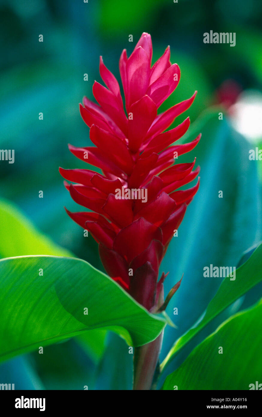 A vibrant ginger plant in the Hawaiian jungle on Oahu Hawaii in the ...