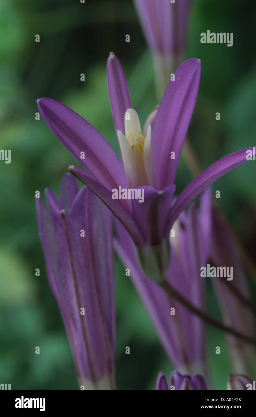 Brodiaea californica hi-res stock photography and images - Alamy