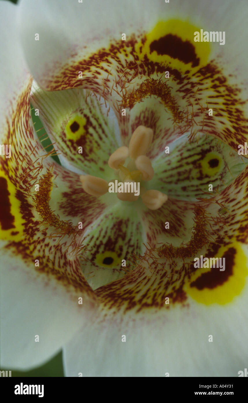 Calochortus superbus. Cat's ears, Fairy lantern, Mariposa tulip Stock ...