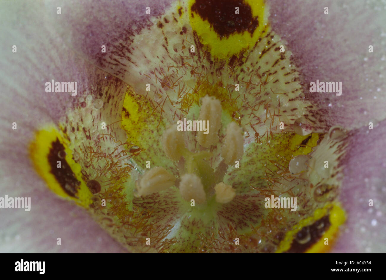 Calochortus superbus. Cat's ears, Fairy lantern, Mariposa tulip Stock ...