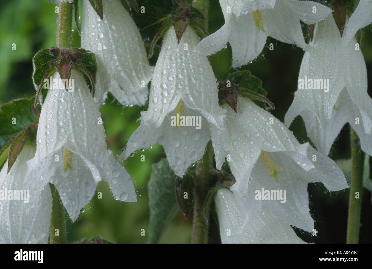 Campanula alliariifolia 'Ivory bells'. Bellflower Stock Photo - Alamy