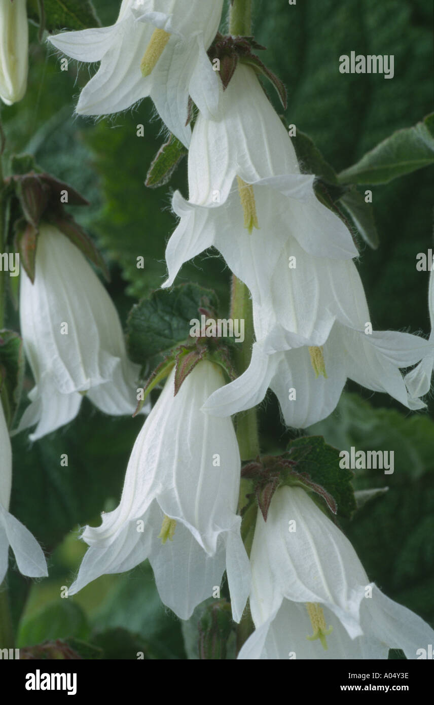 Campanula alliariifolia. Ivory bells, Bellflower Stock Photo - Alamy