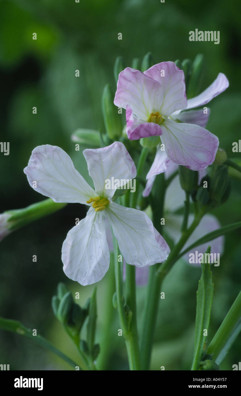 Radish blooms hi-res stock photography and images - Alamy
