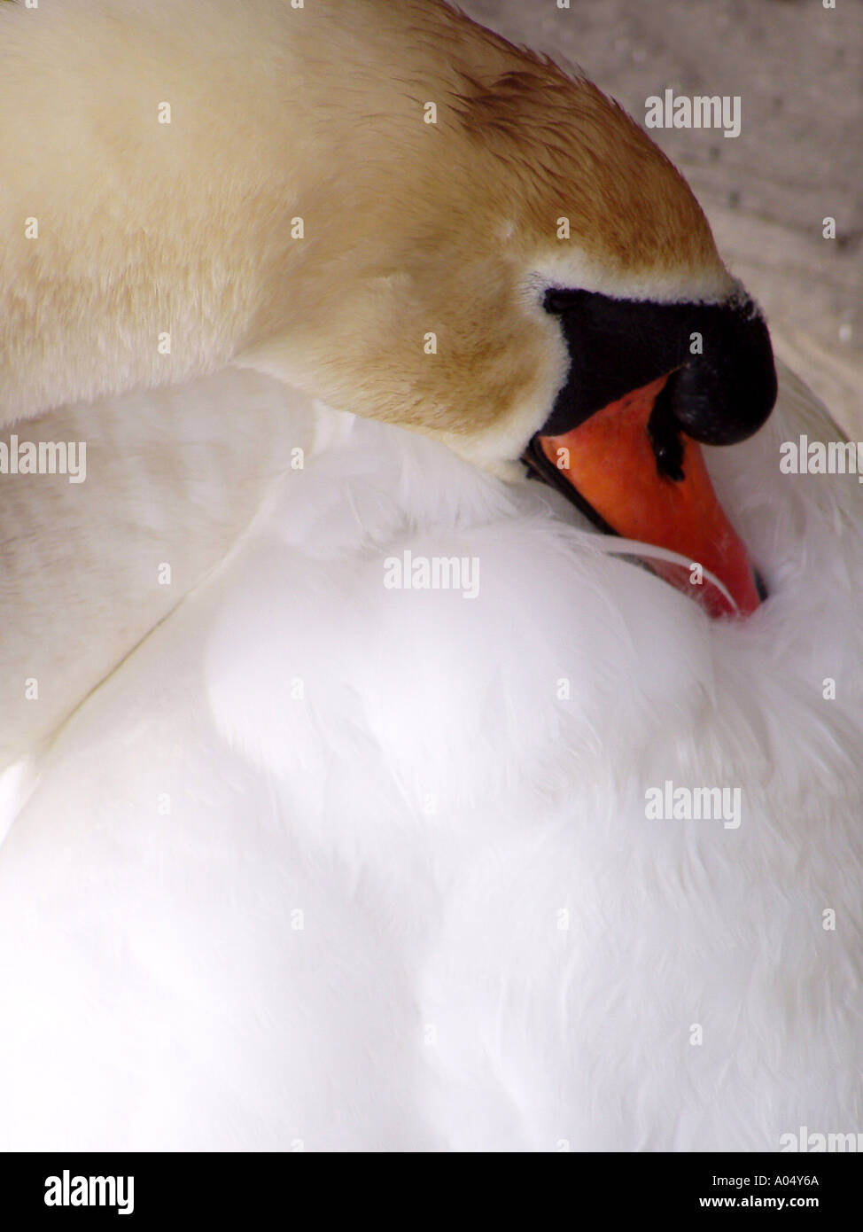 swans head tucked into soft downy wing distinctive black orange face downy detailed pure white ...