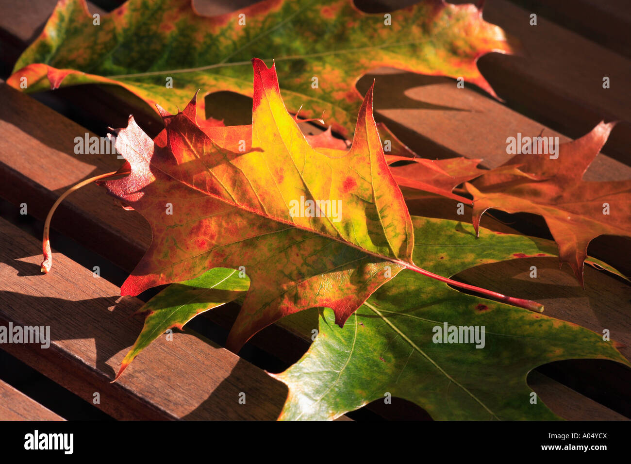 Red oak leaves Quercus rubra on wooden garden bench Stock Photo - Alamy