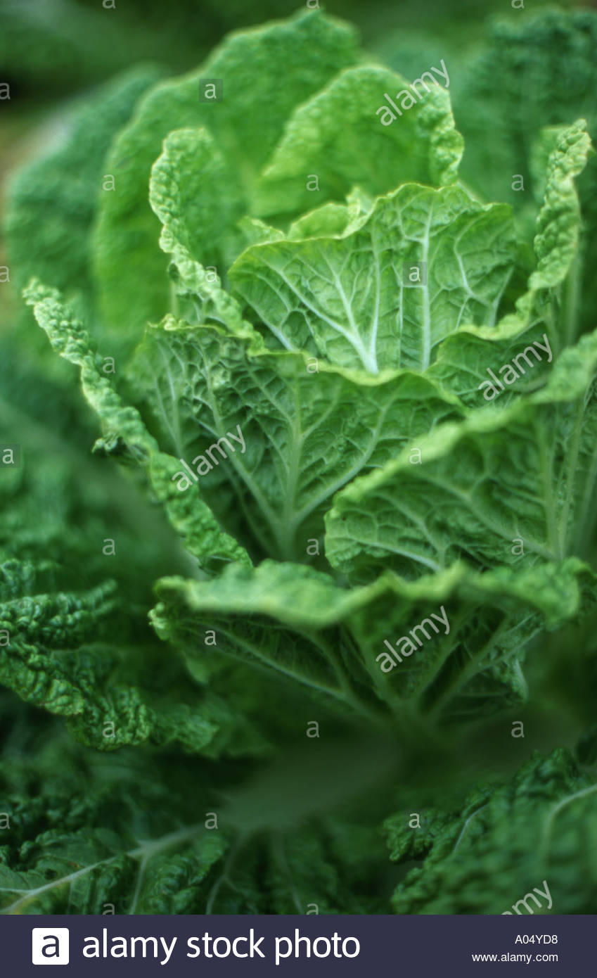 Brassica Rapa Pekinensis Stock Photos & Brassica Rapa Pekinensis Stock ...