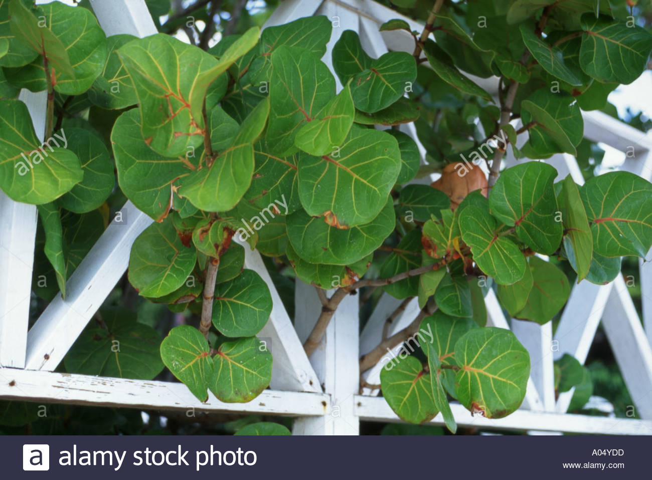 Coccoloba Uvifera Stock Photos & Coccoloba Uvifera Stock Images - Alamy