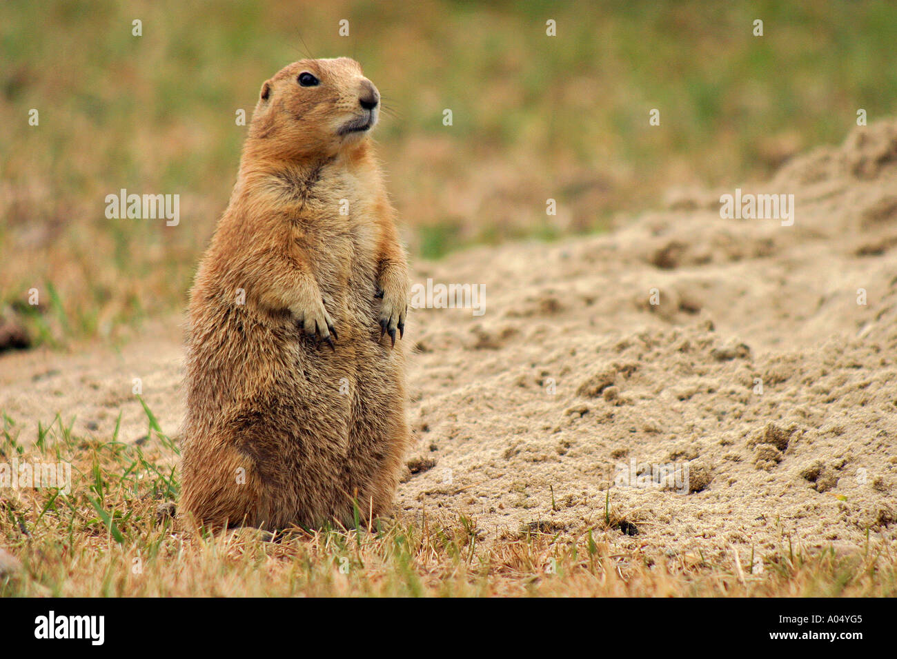 Groundhog Close up Quebec Canada Stock Photo - Alamy