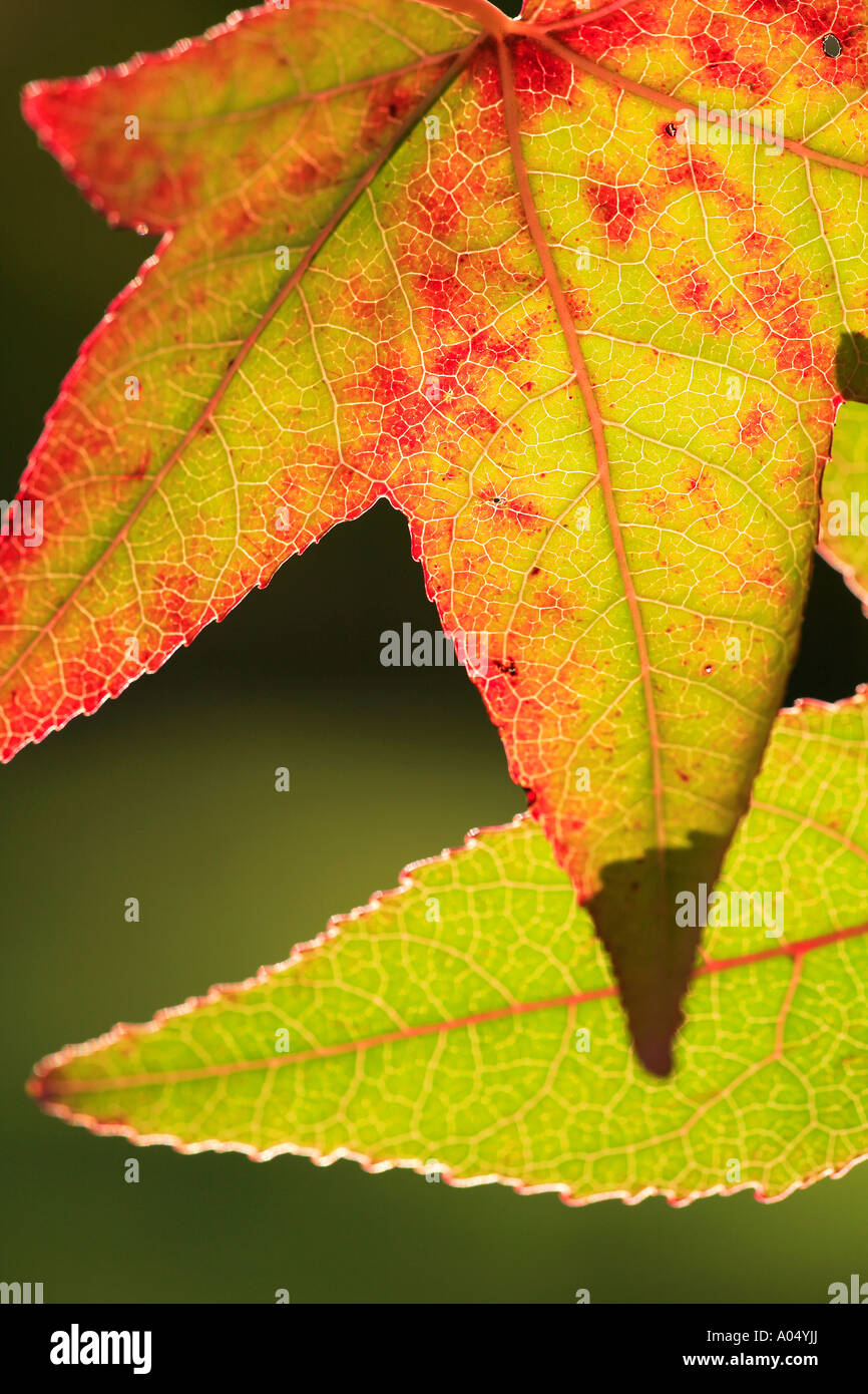 Liquidambar styraciflua Sweet gum tree leaf Stock Photo - Alamy