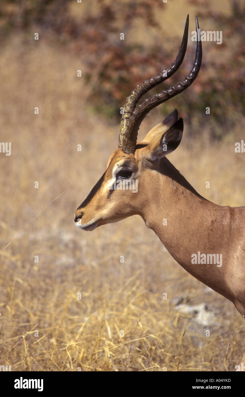 Profile portrait of male Black faced Impala Etosha National Park ...